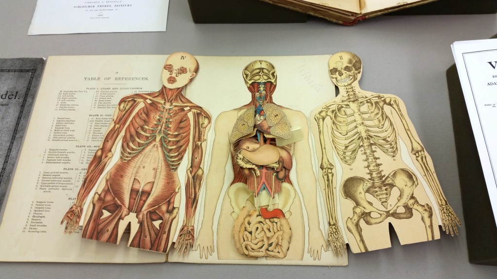 Antique pop-up anatomy and natural history books – becca making faces